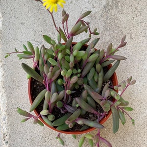 4” Othonna Capensis ‘ruby Necklace’, String of Cucumber, Succulents ...