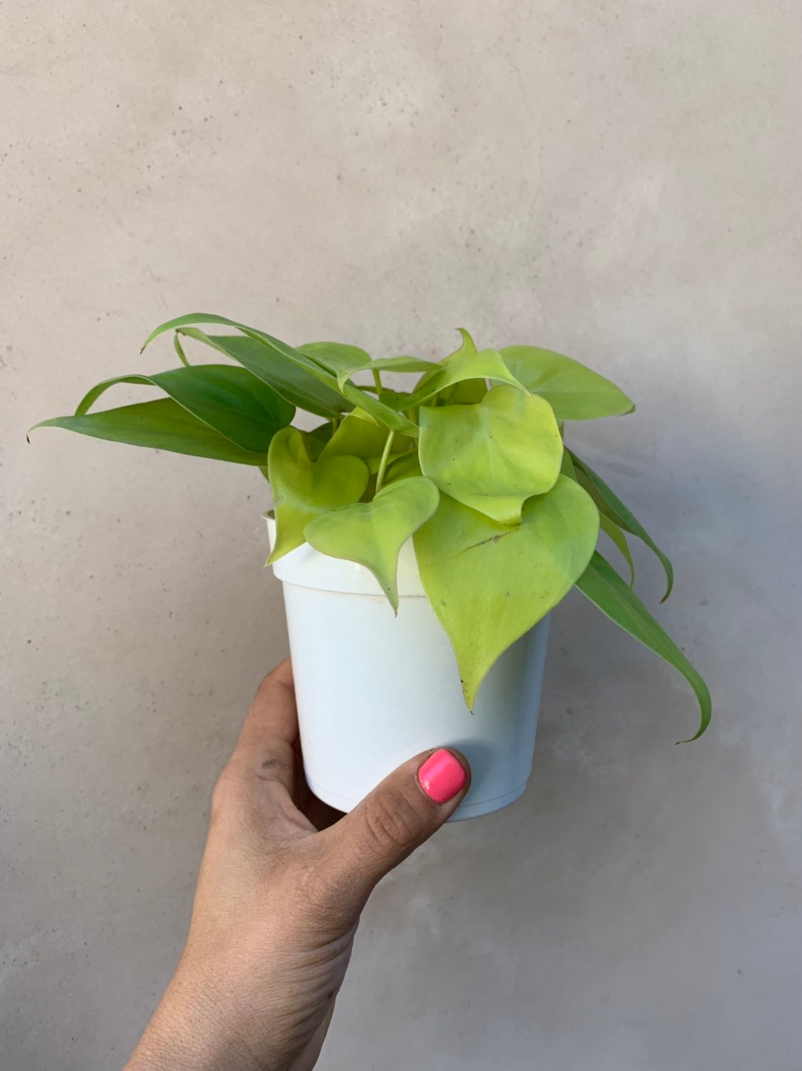 4 Philodendron Cordatum Neon Live Plants Houseplants - Etsy