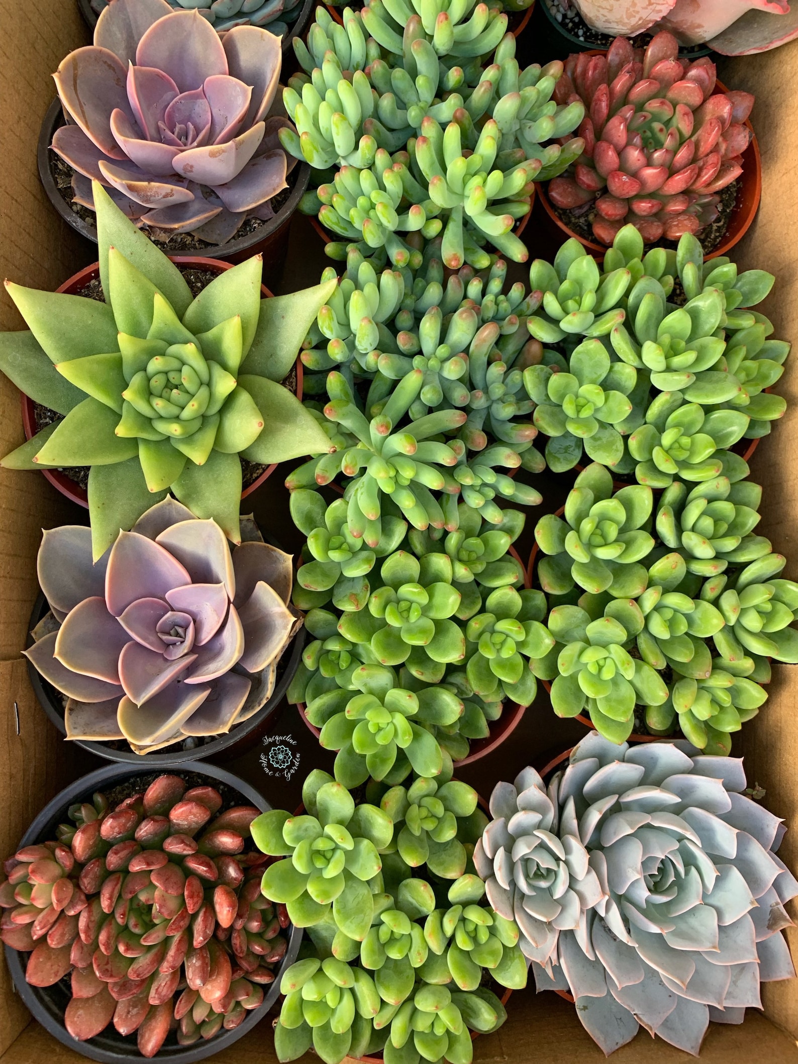 4 Assorted Succulents Live Plants Garden - Etsy