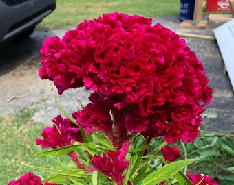 40 Flamingo Feather Celosia Seeds Celosia Spicata CE0240 - Etsy Canada