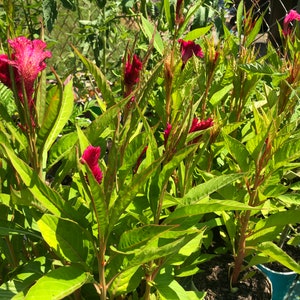 Organic Giant Celosia Cristata Crested Flower Fuchsia Amish Cockscomb ...