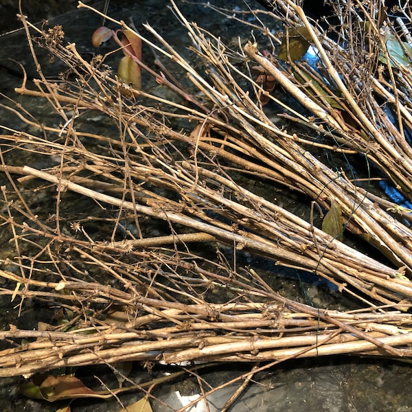 Twig Bundle - Etsy