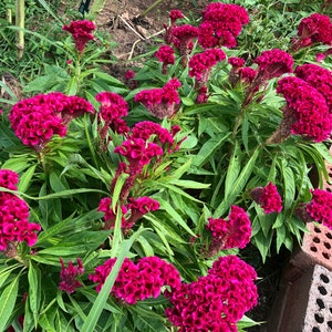 Organic Giant Celosia Cristata Crested Flower Fuchsia Amish Cockscomb ...