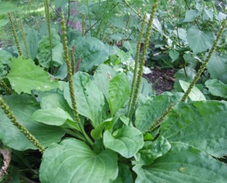 Organic Wild Broadleaf Plantain Perennial Edible Medicinal Etsy