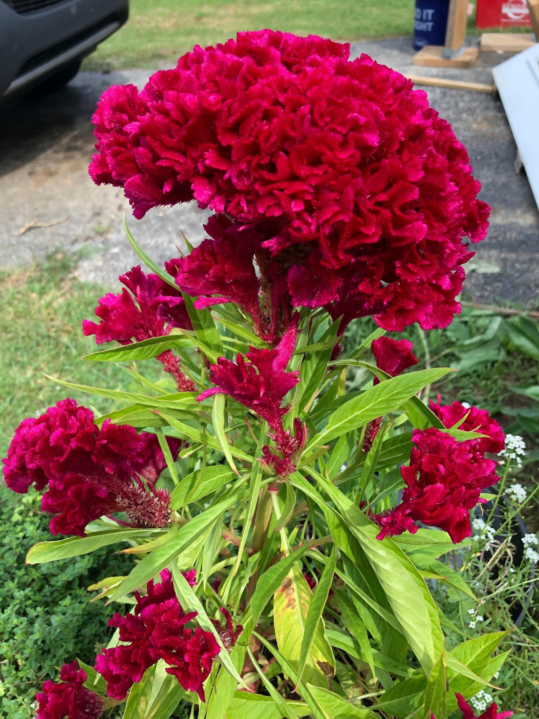 Organic Giant Celosia Cristata Crested Flower Fuchsia Amish Cockscomb ...
