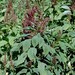 Common Mallow Seeds malva Sylvestris Packet of 25 Seeds Palm Beach Seed ...