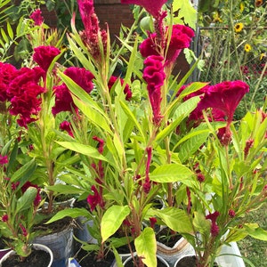 Organic Giant Celosia Cristata Crested Flower Fuchsia Amish Cockscomb ...
