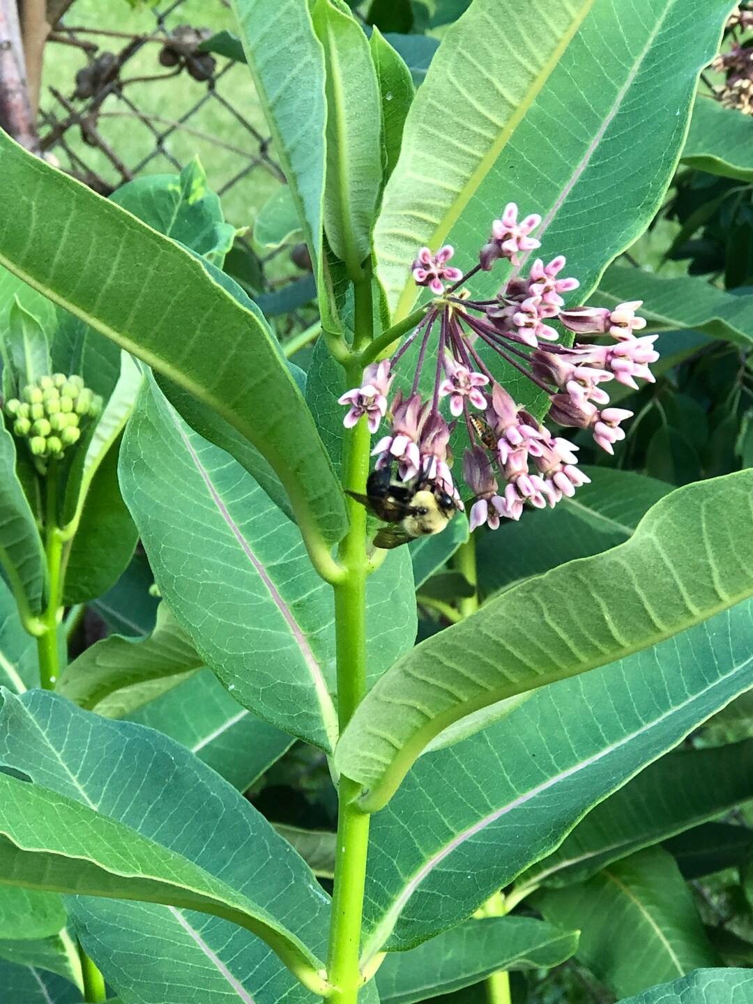 2023 Organic COMMON Milkweed Seeds Asclepias Syriaca Stratified ...