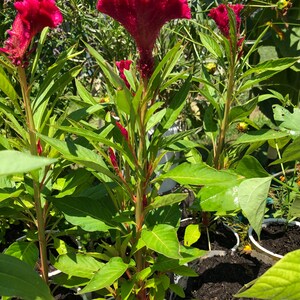 Organic Giant Celosia Cristata Crested Flower Fuchsia Amish Cockscomb ...