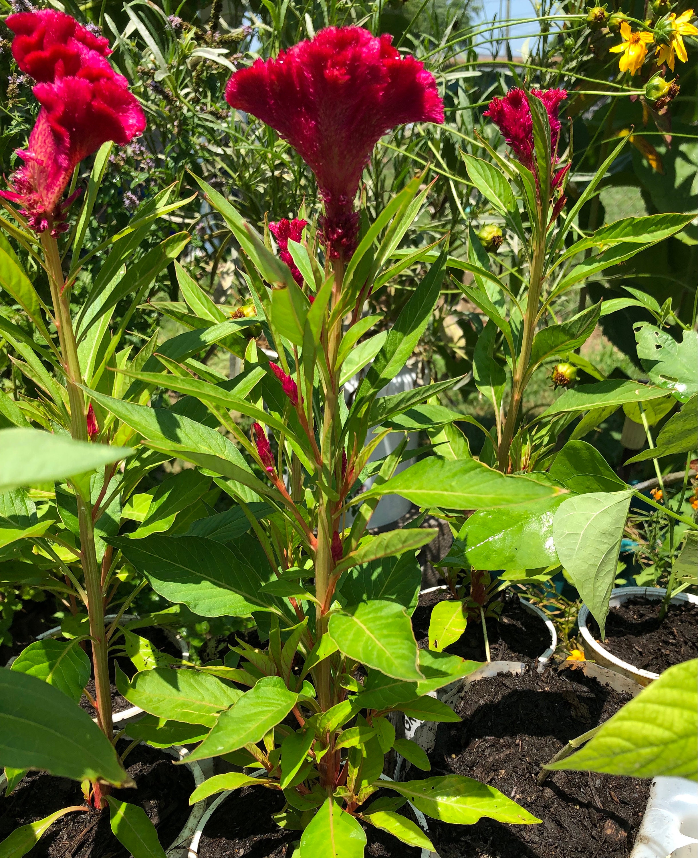 Organic Giant Celosia Cristata Crested Flower Fuchsia Amish | Etsy