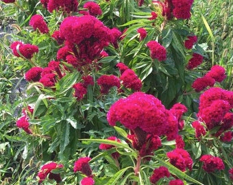 Giant Cockscomb Seeds | Etsy