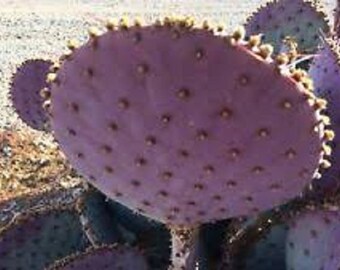 Purple cactus | Etsy