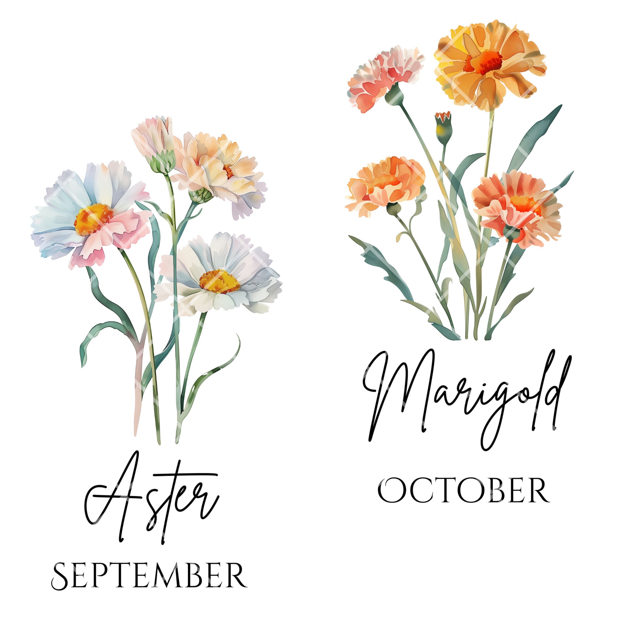 Birth Month Flowers Bundle, Birth Month PNG, Wildflower Png, Birthday ...