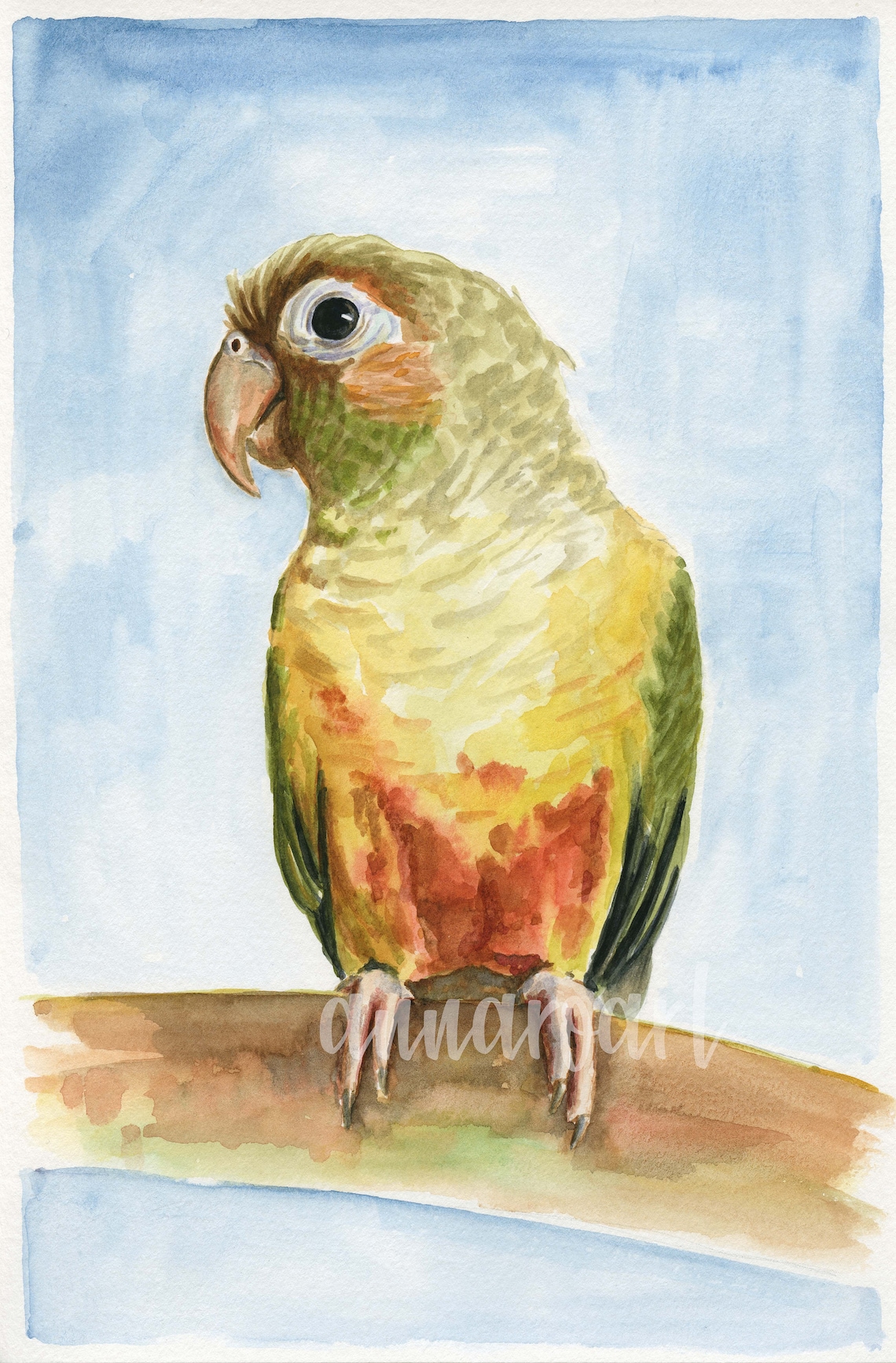 Conure Parrot Original Watercolor Painting Print - Etsy