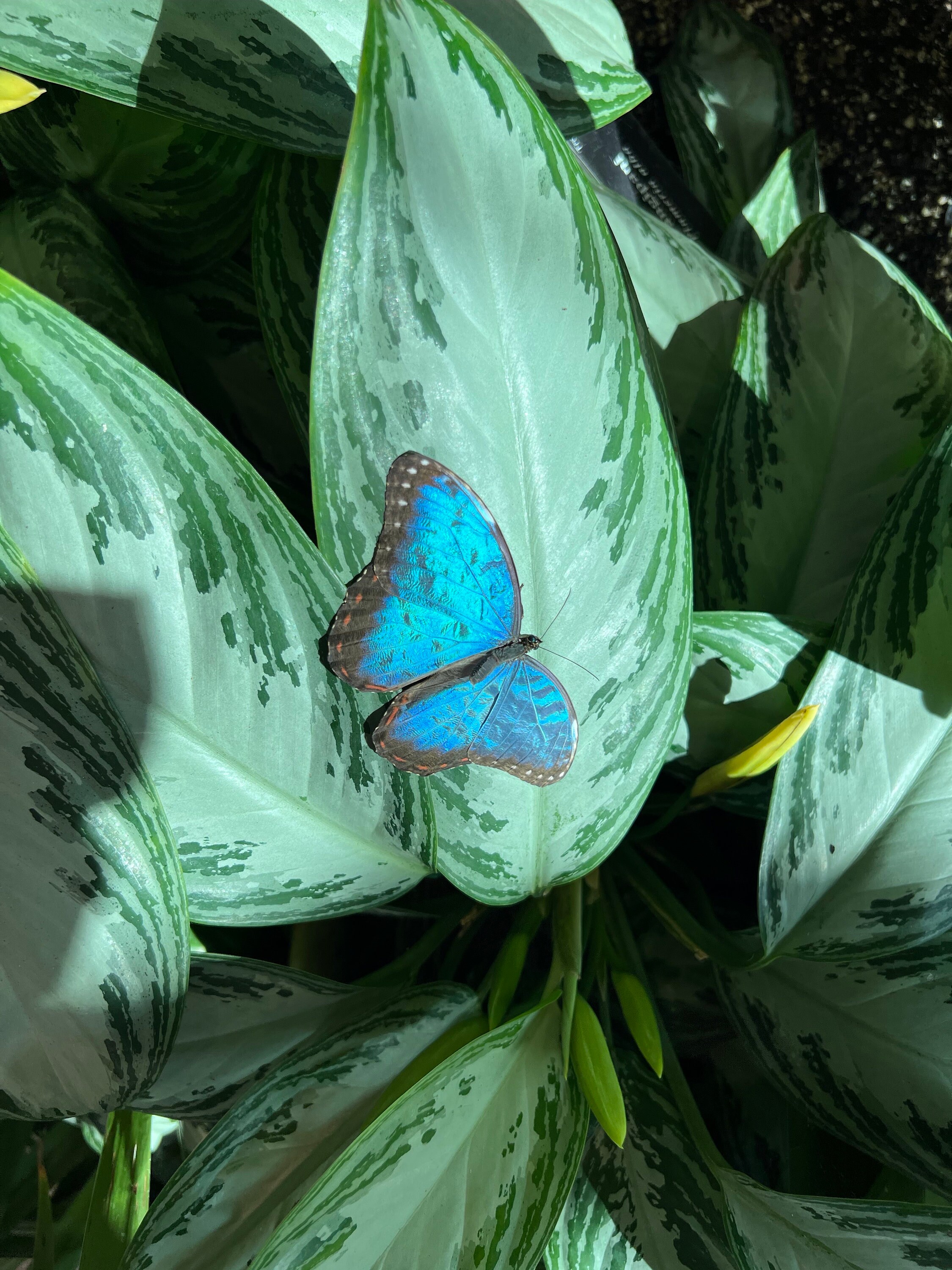 REAL Blue Morpho Godarti Aspari Upper Wing + Surgical Grade Stainless ...