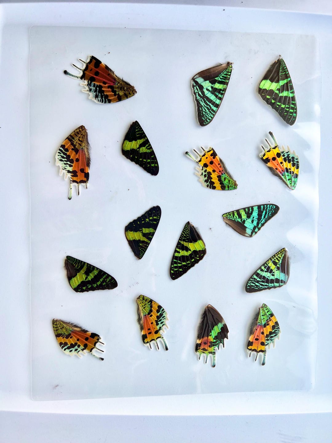 Laminate Sheets (16 Wings) Madagascan Sunset Moth / Chrysiridia ...