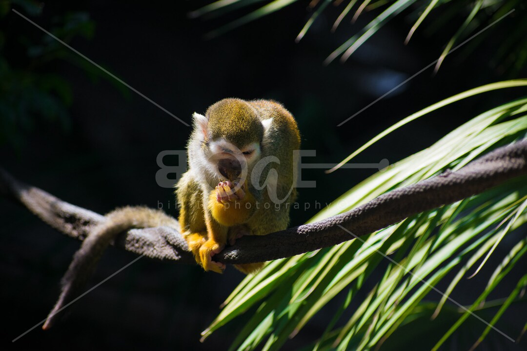 Squirrel Monkey Canvas Wall Art | Squirrel Monkey at Peace | Monekey by ...
