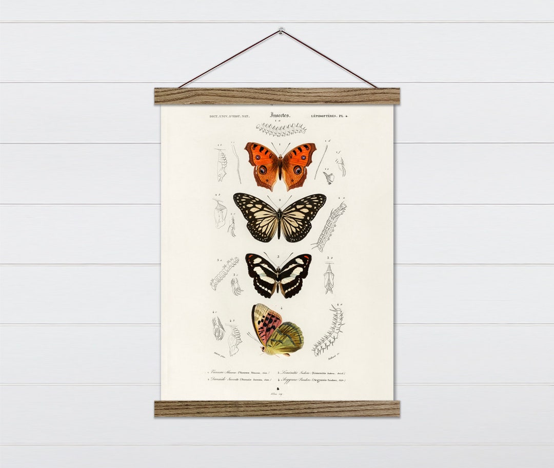 Vintage Butterfly Chart - Vintage Butterfly Wall Art - Farmhouse ...