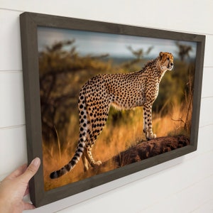 Cheetah Stance - African Cat Wildlife Photograph - Framed - Etsy