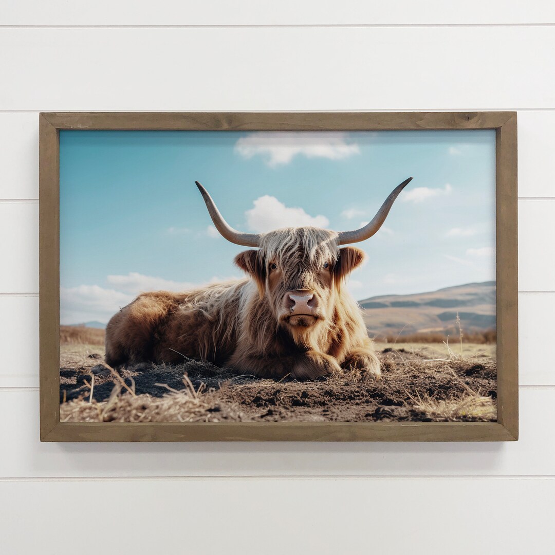 Highland Cow Relaxing - Highland Cow Photograph - Wood Frame - Etsy