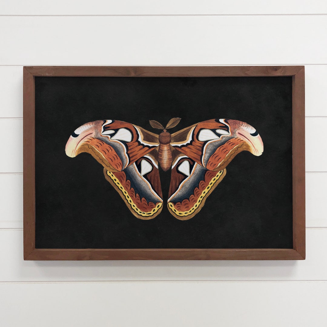 Atlas Moth - Moth Canvas Wall Art - Wood Framed Nature Art - Etsy