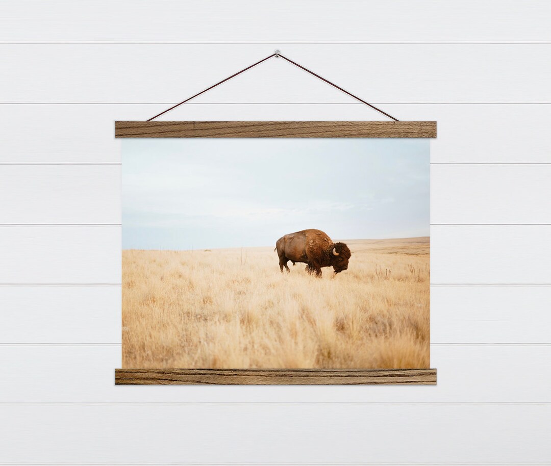 Lone Buffalo Farmhouse Art - Open Range Farmhouse Decoration - Roaming ...