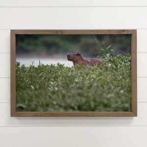 Capybara Poking Head Out - Wildlife Photograph Canvas Art - Etsy