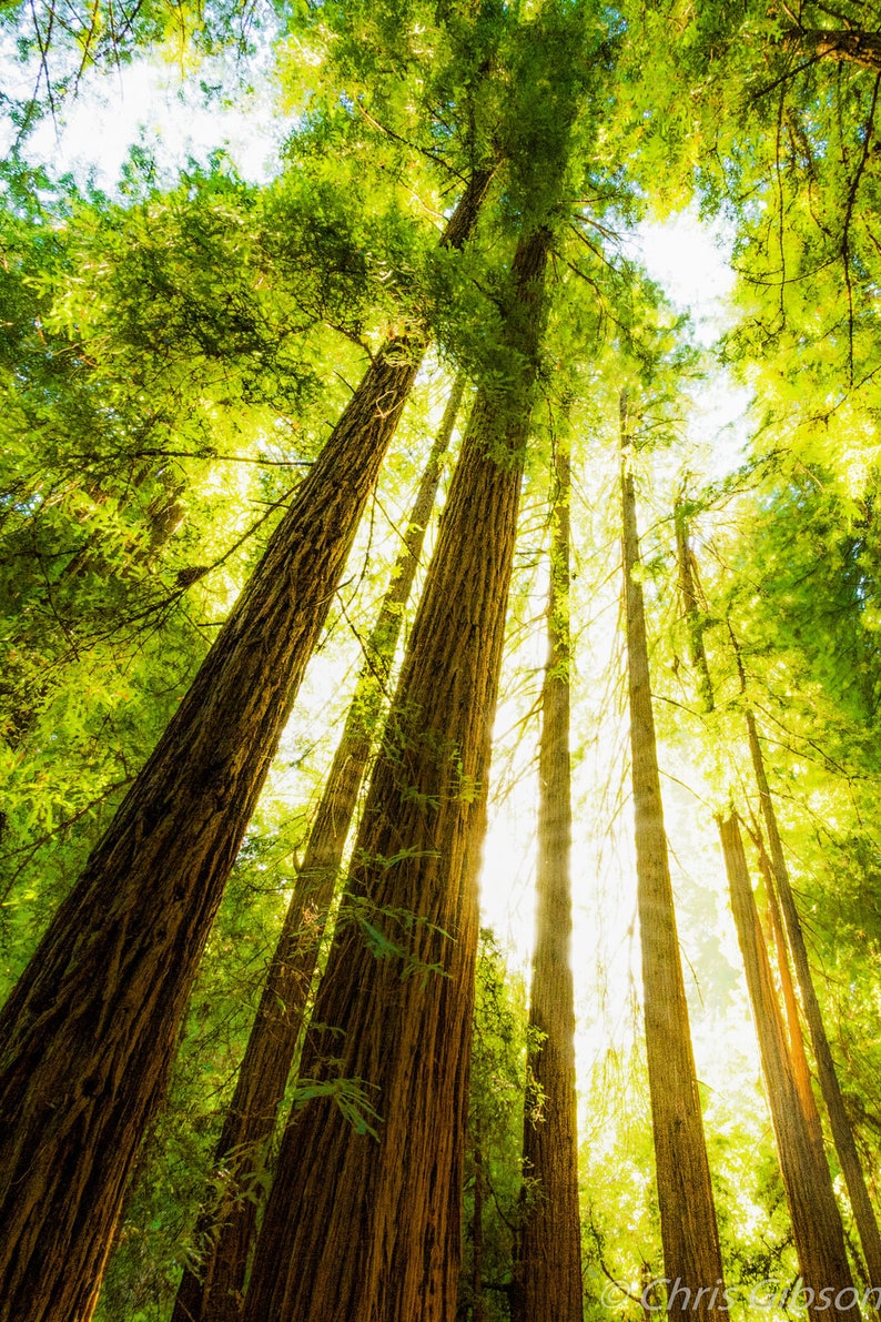 Through the Trees, Muir Woods, Mill Valley, CA - Etsy