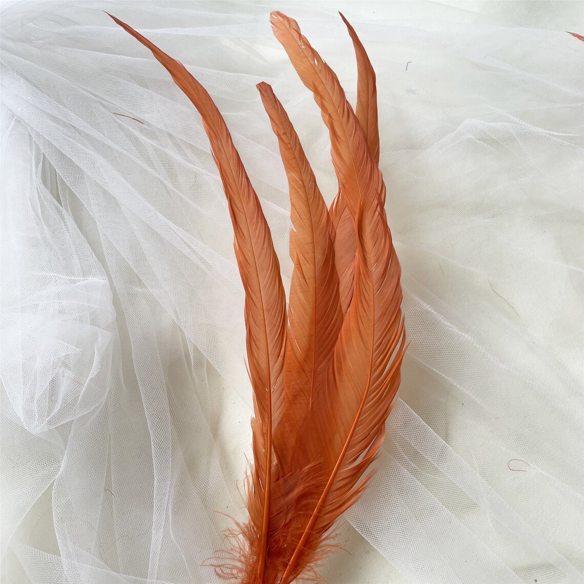 80 Colors Natural Long Stripped Coque Tail Feathers for - Etsy