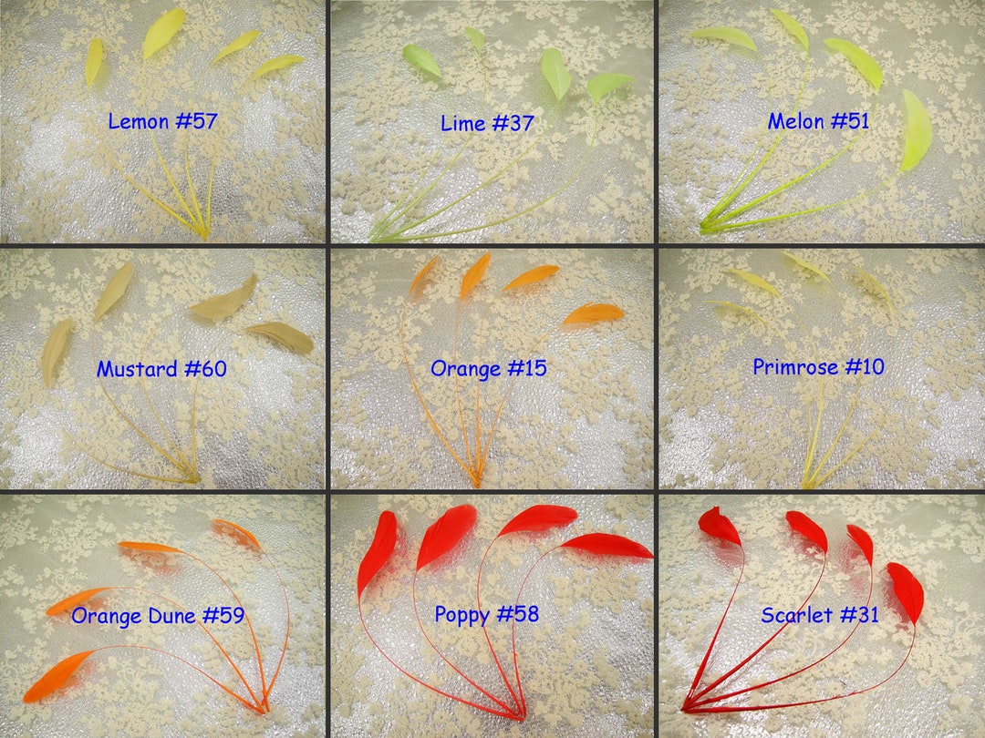 Natural Stripped Coque Tail Feathers for Fascinators Millinery & Plume ...