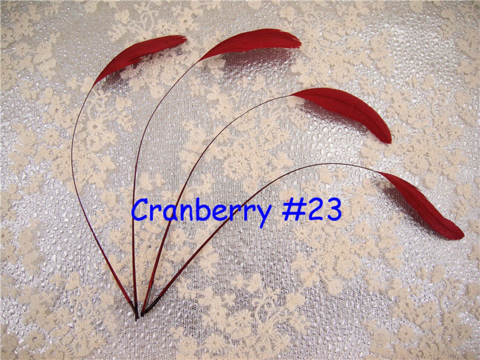 Loose Natural Stripped Coque Feathers for Fascinators Millinery & Plume ...