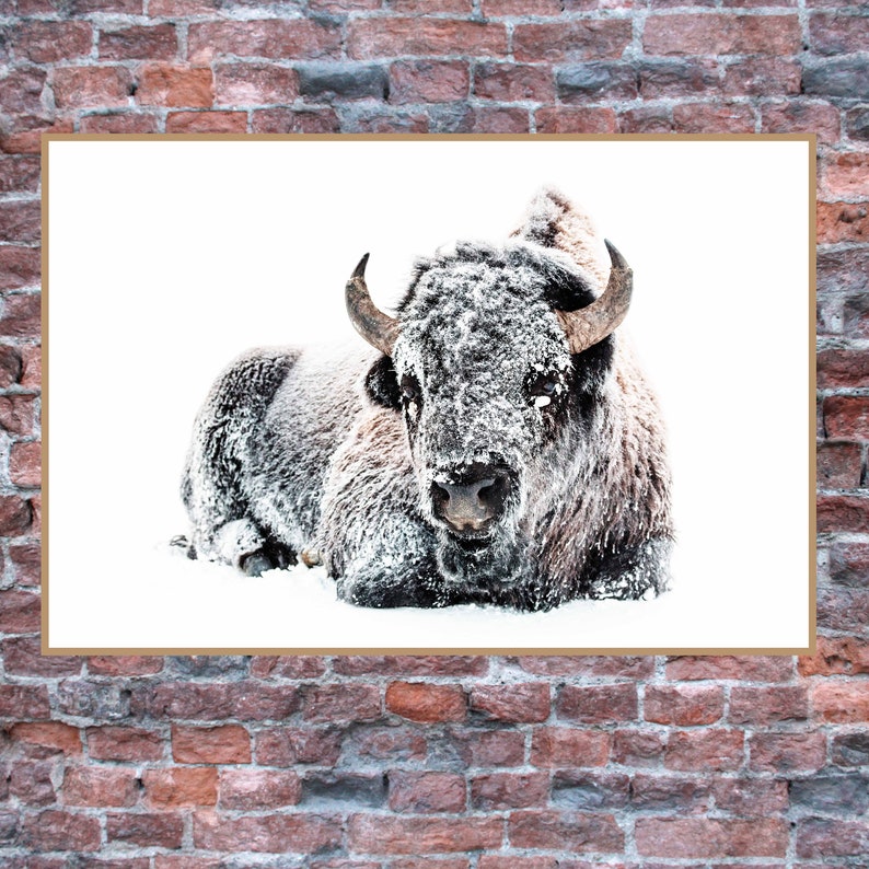 Bison Print Bison Snow Printable Wall Art Digital Download Cow - Etsy