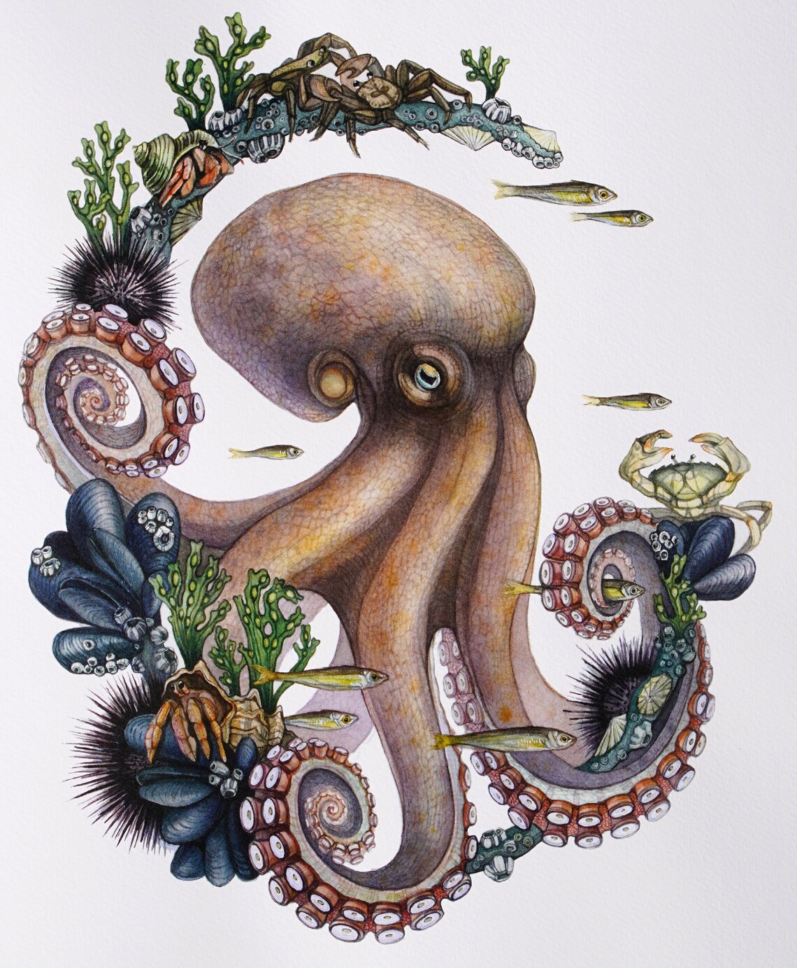 Animal Portrait Octopus Poster Octopus Wall Art Beach House - Etsy