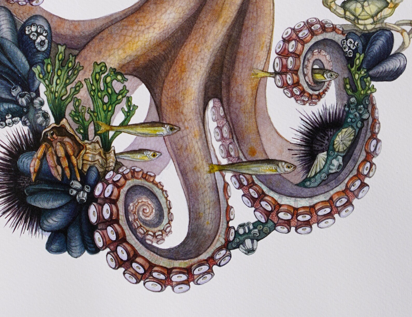 Animal Portrait Octopus Poster Octopus Wall Art Beach House - Etsy