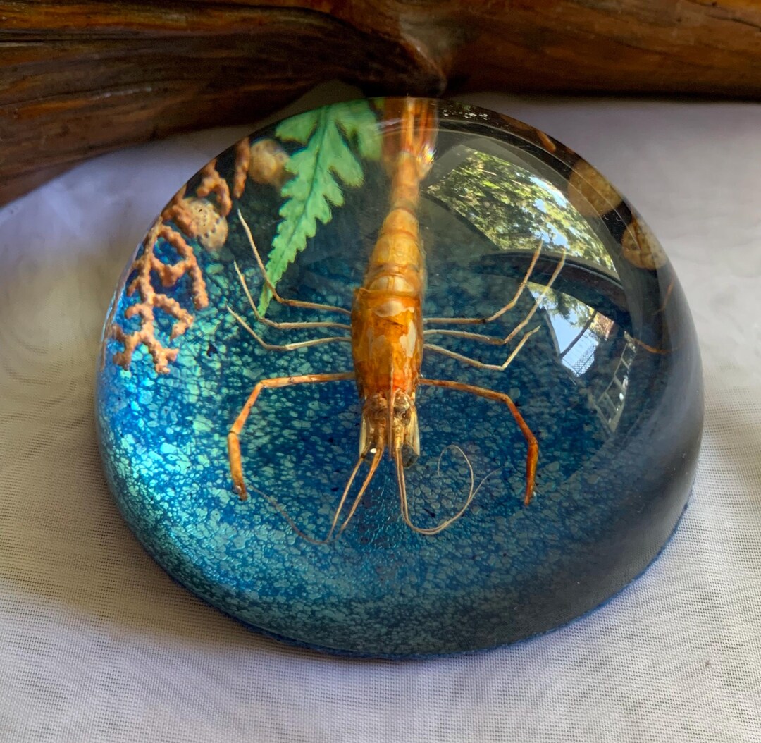 Vintage Lucite/acrylic Prawn/shrimp Paperweight - Etsy