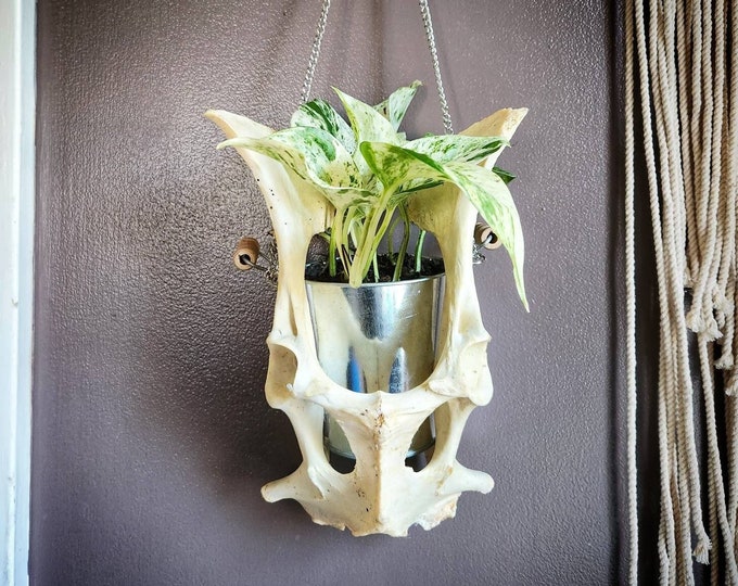 Hanging Bone Planter, Real Bone, Live Pothos, Planter, Oddities ...