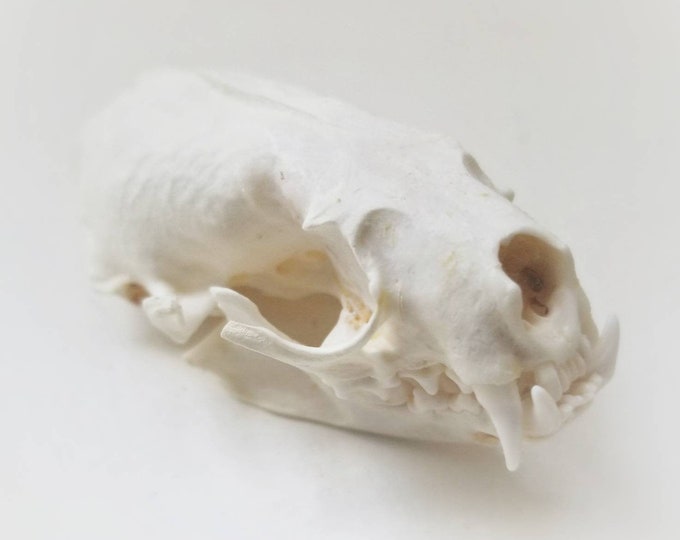 Mink Skull Animal Skull Real Skull Taxidermy Bone Art | Etsy
