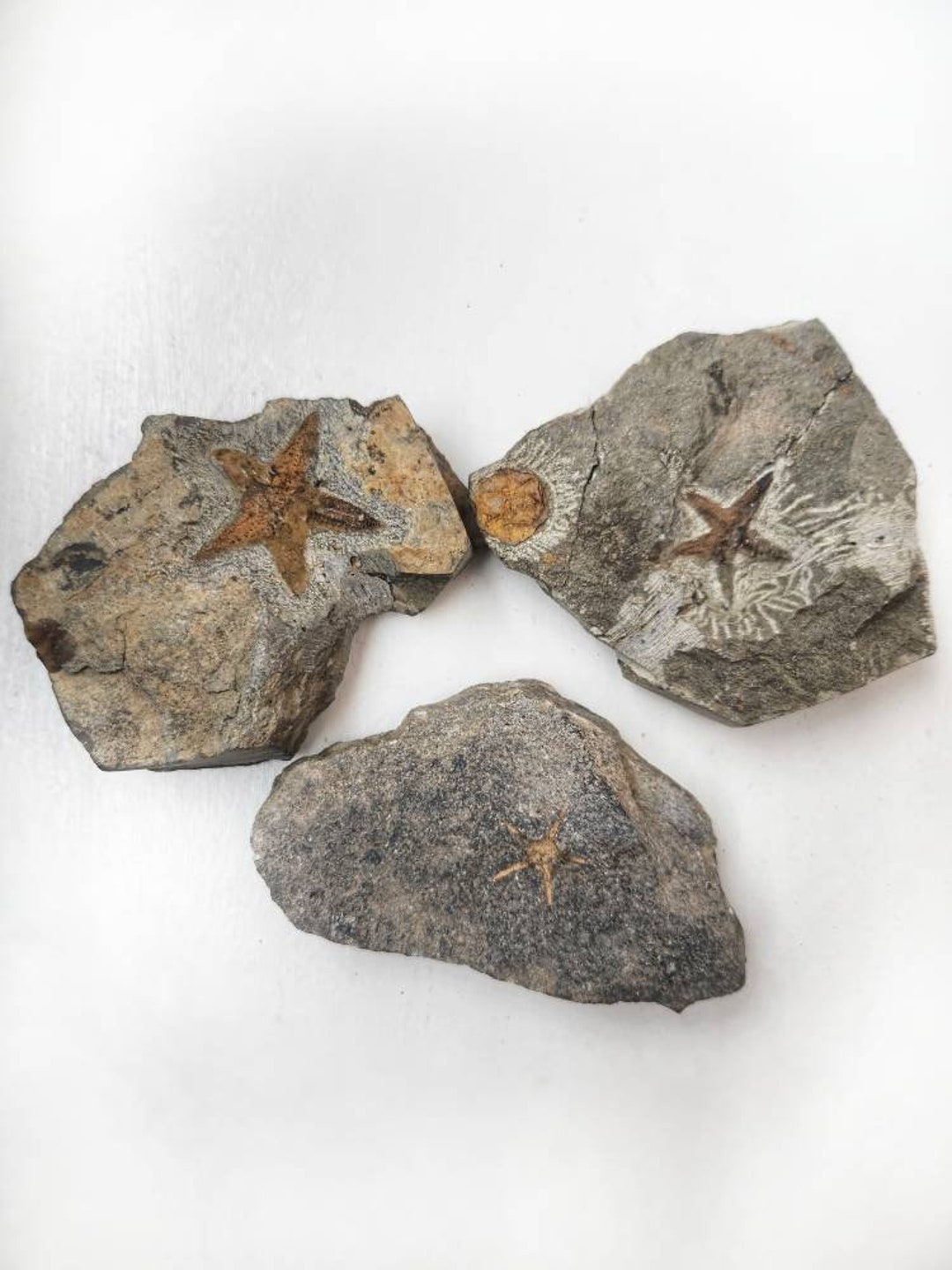 Starfish Fossil, Starfish, Real Fossil, Specimen, Oddity, Fossil ...