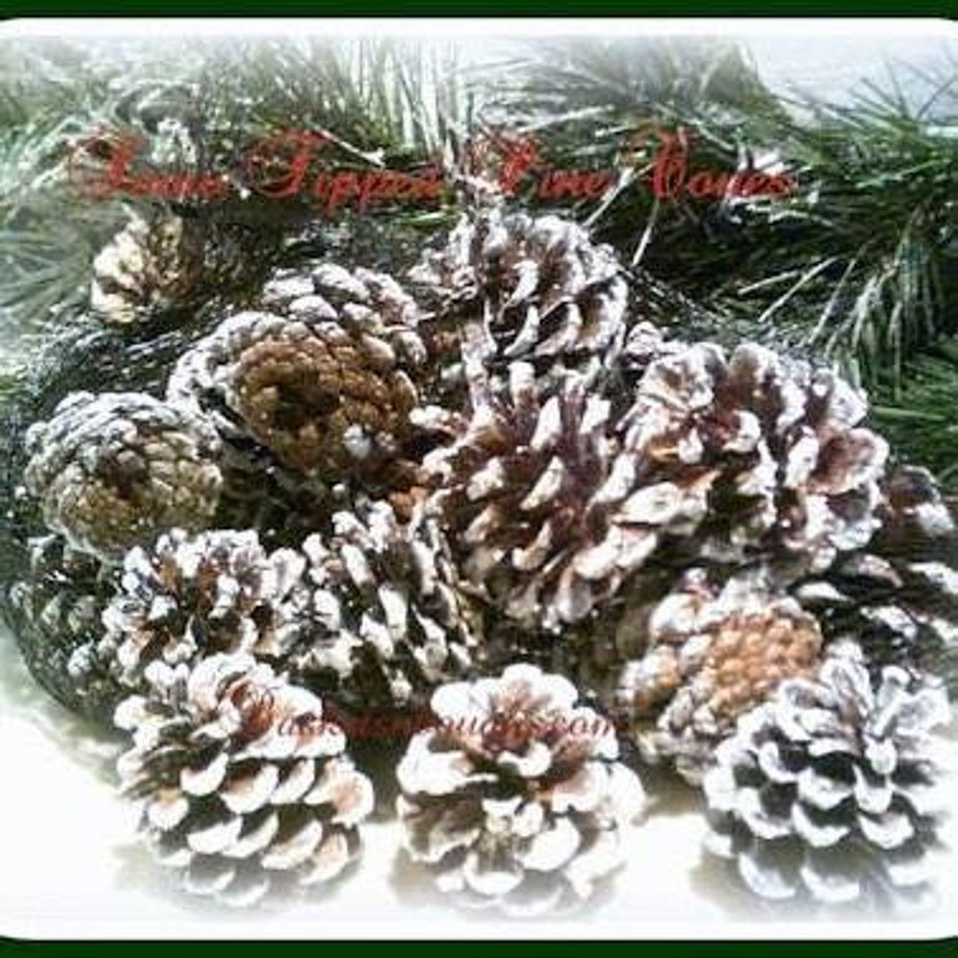 Snow Tipped Pinecones for Crafting, Hand Painted Snowy Pine Cones, Snow ...
