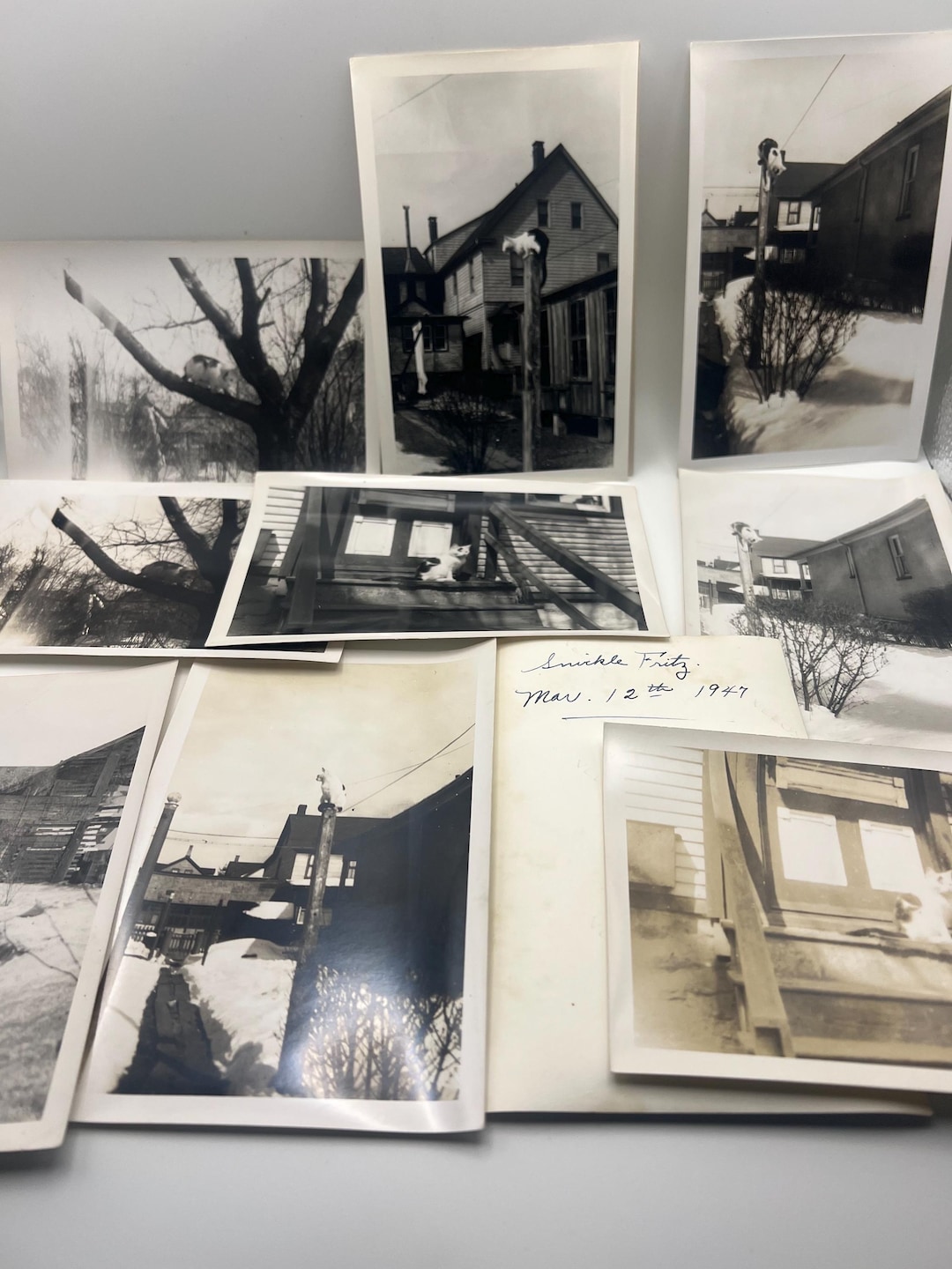 Black and White Photographs of Snickle Fritz the Cat 1947 Set of 11 - Etsy