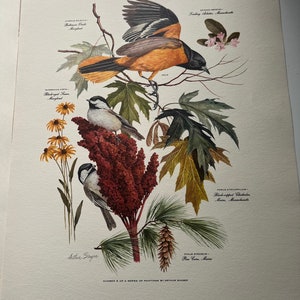 Arthur Singer Bird Prints Complete Set 1956 - Etsy