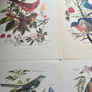 Arthur Singer Bird Prints Complete Set 1956 - Etsy