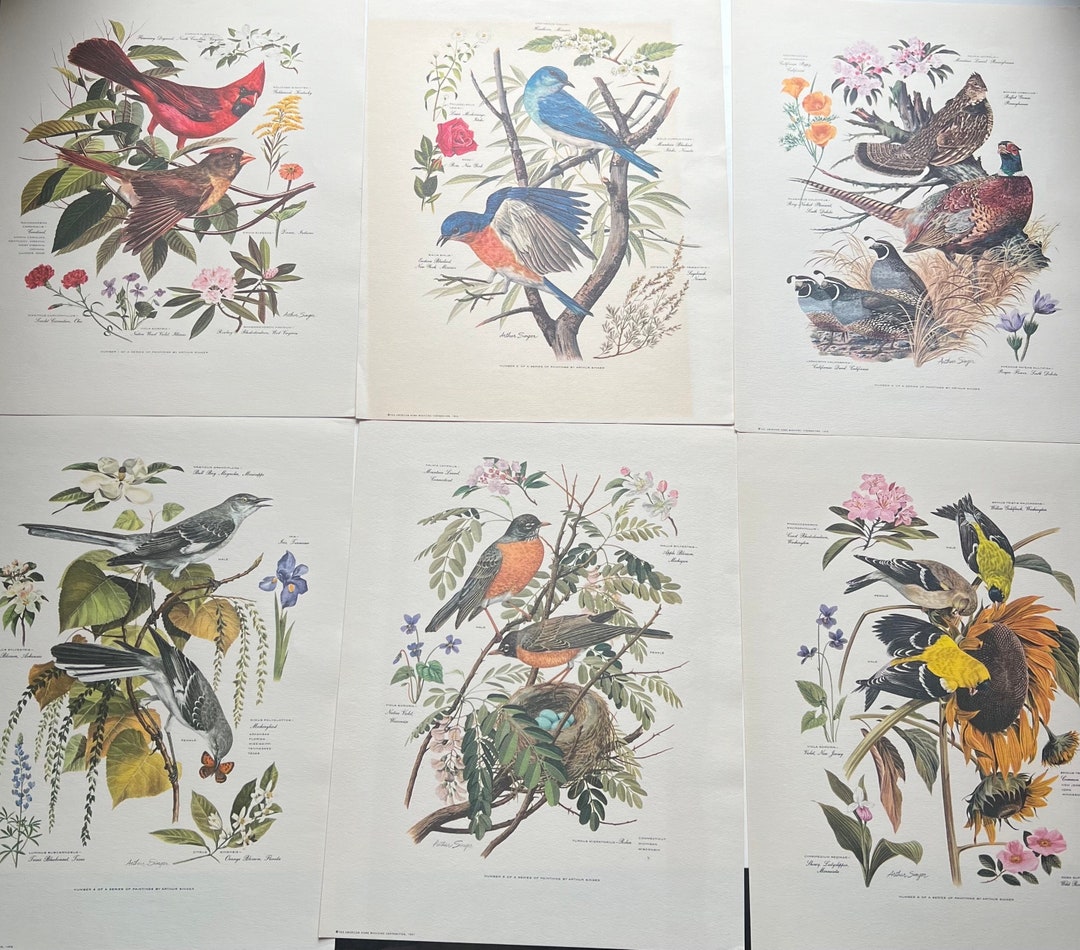 Arthur Singer Bird Prints Complete Set 1956 - Etsy