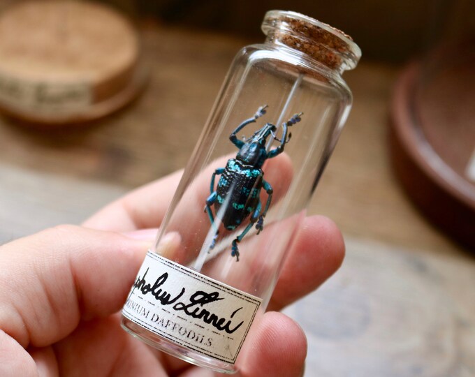 Insect Beetle Under Glass Decoration for Oddities Cabinet and - Etsy
