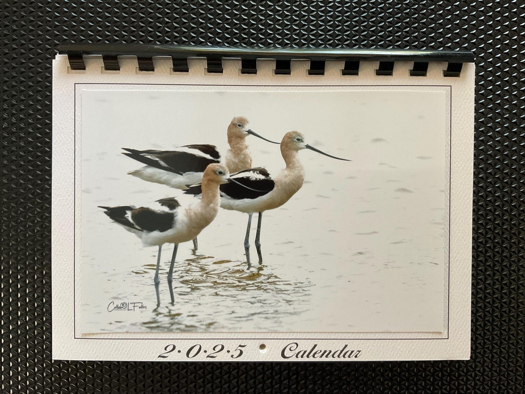 2025 Florida Bird Calendar - Etsy