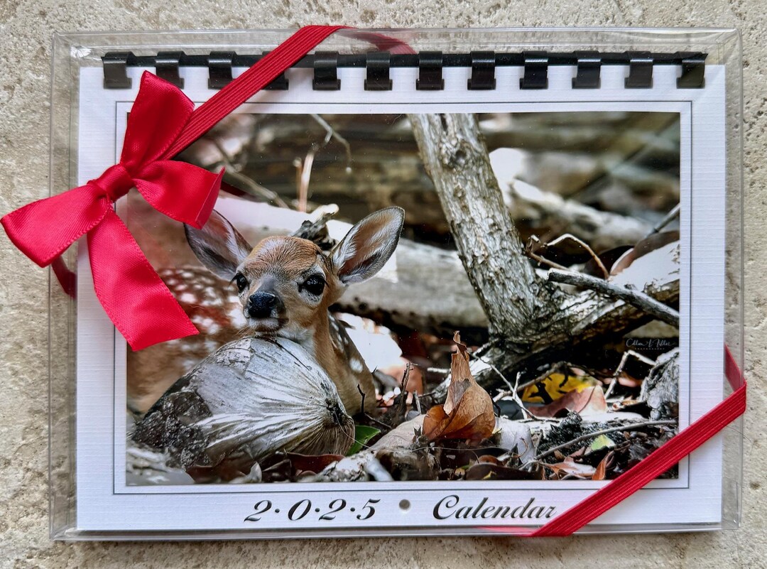 2025 Key Deer Calendars in Clear Box With Bow - Etsy