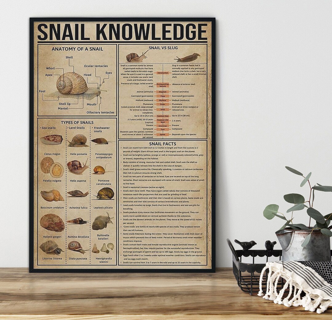 Snail Knowledge Poster or Canvas, Types of Snails Wall Art, Anatomy of ...