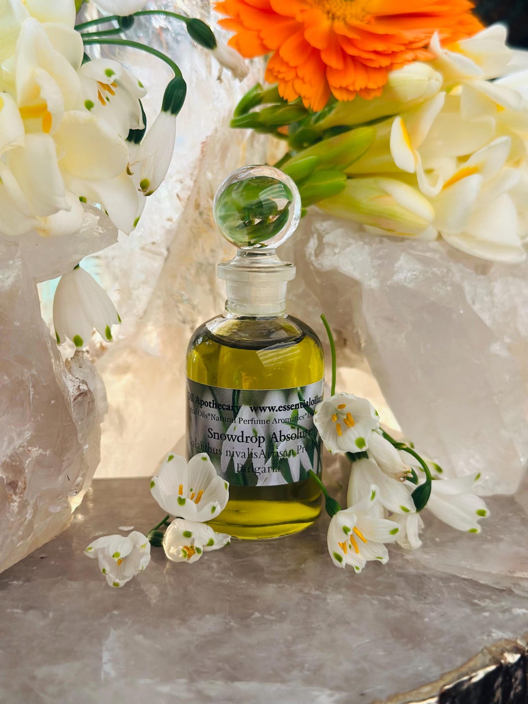 Snowdrop Absolute Oil Galanthus Nivalis Cultivated Bulgaria Winter ...
