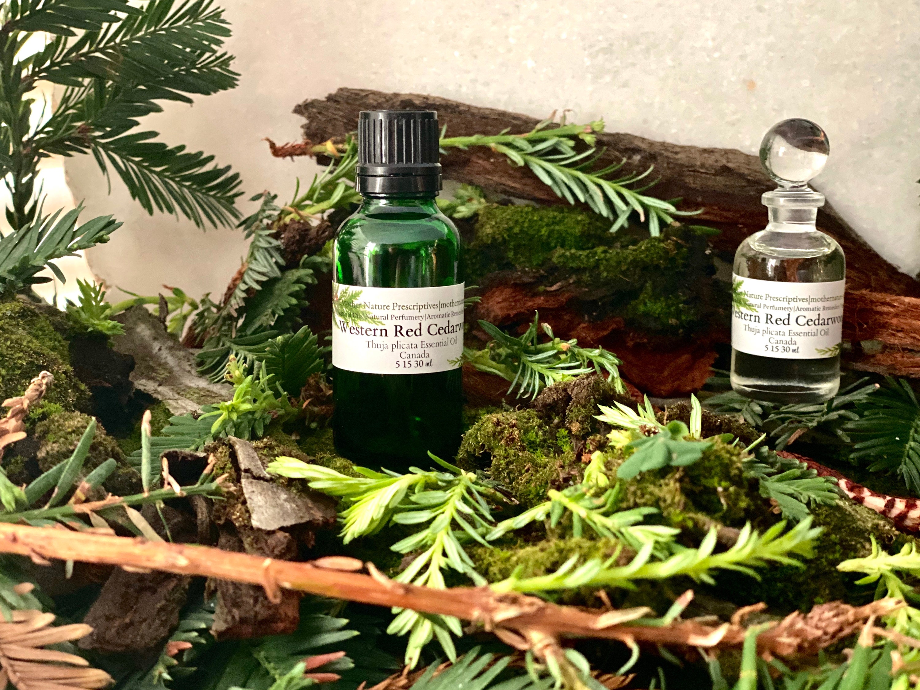 Western Red Cedarwood Essential Oil Thuja Plicata Canada Coast - Etsy