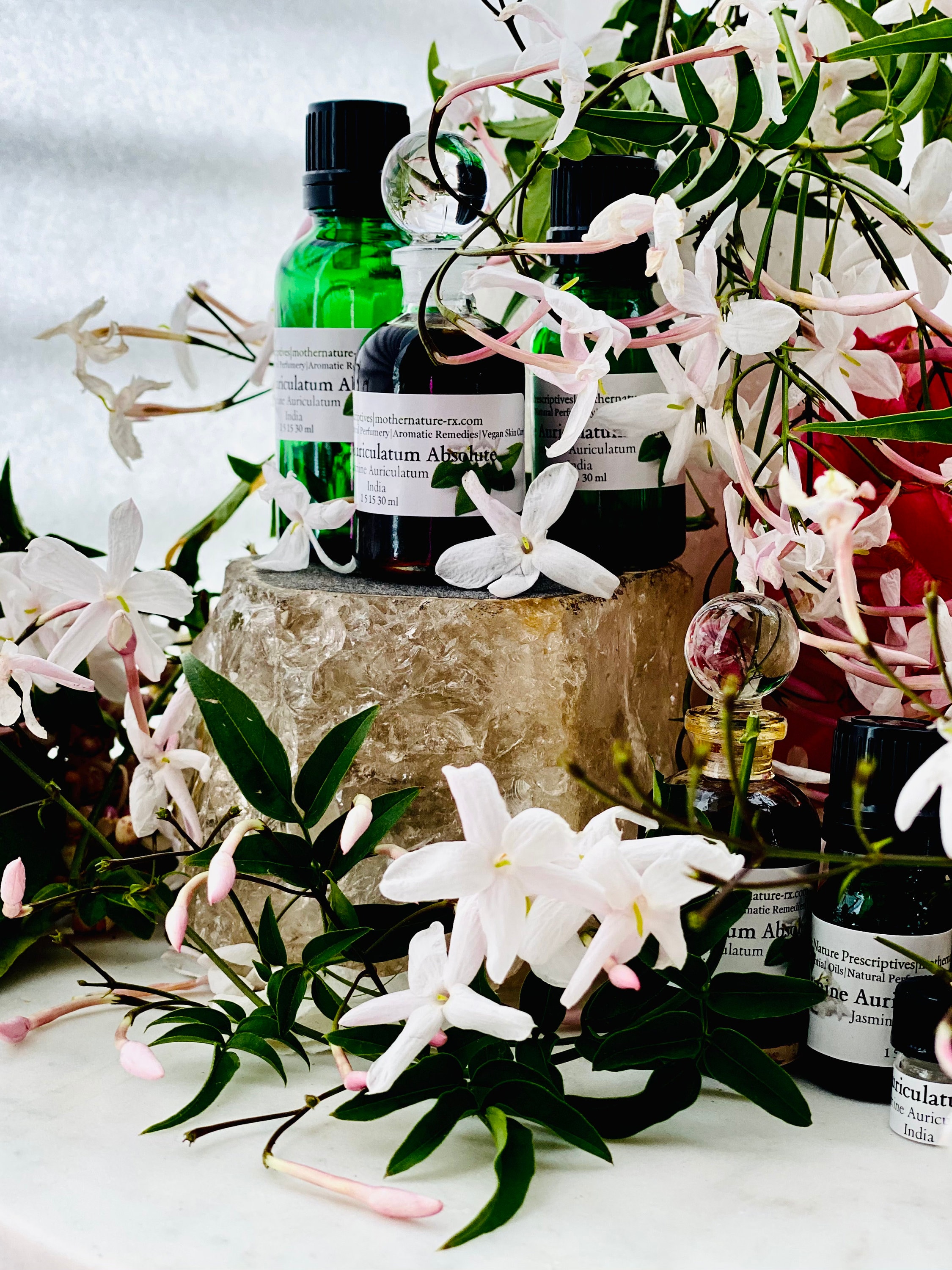 Jasmine Auriculatum India Jasminum Molle Indian Jui Juhi Flower Rare ...